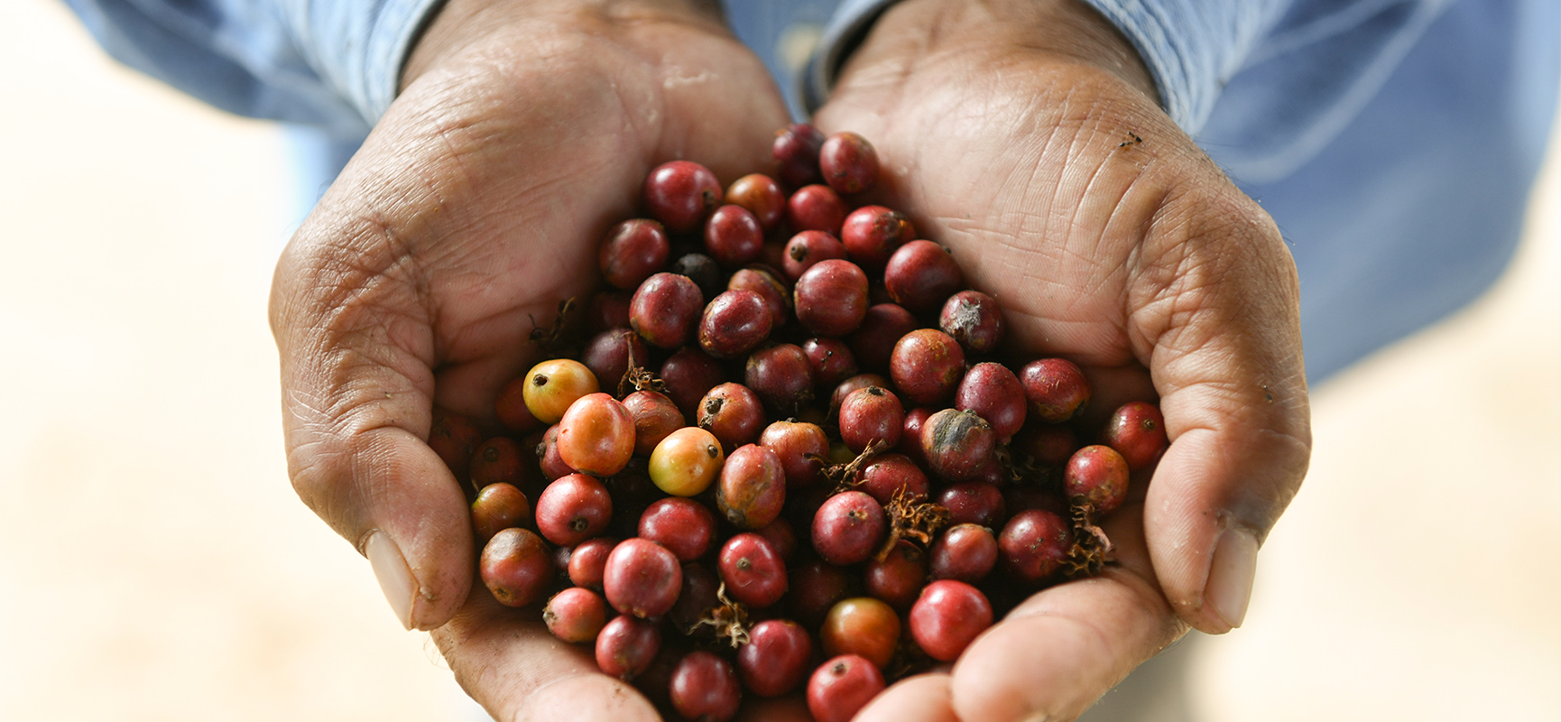 Farming The Best Homegrown Coffee Beans From Kedah Nestl Malaysia